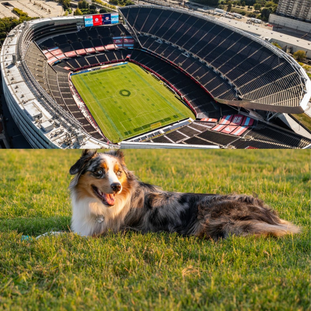 FinancialContent - World Cup Watch Parties Are Bringing Dogs Outside ...